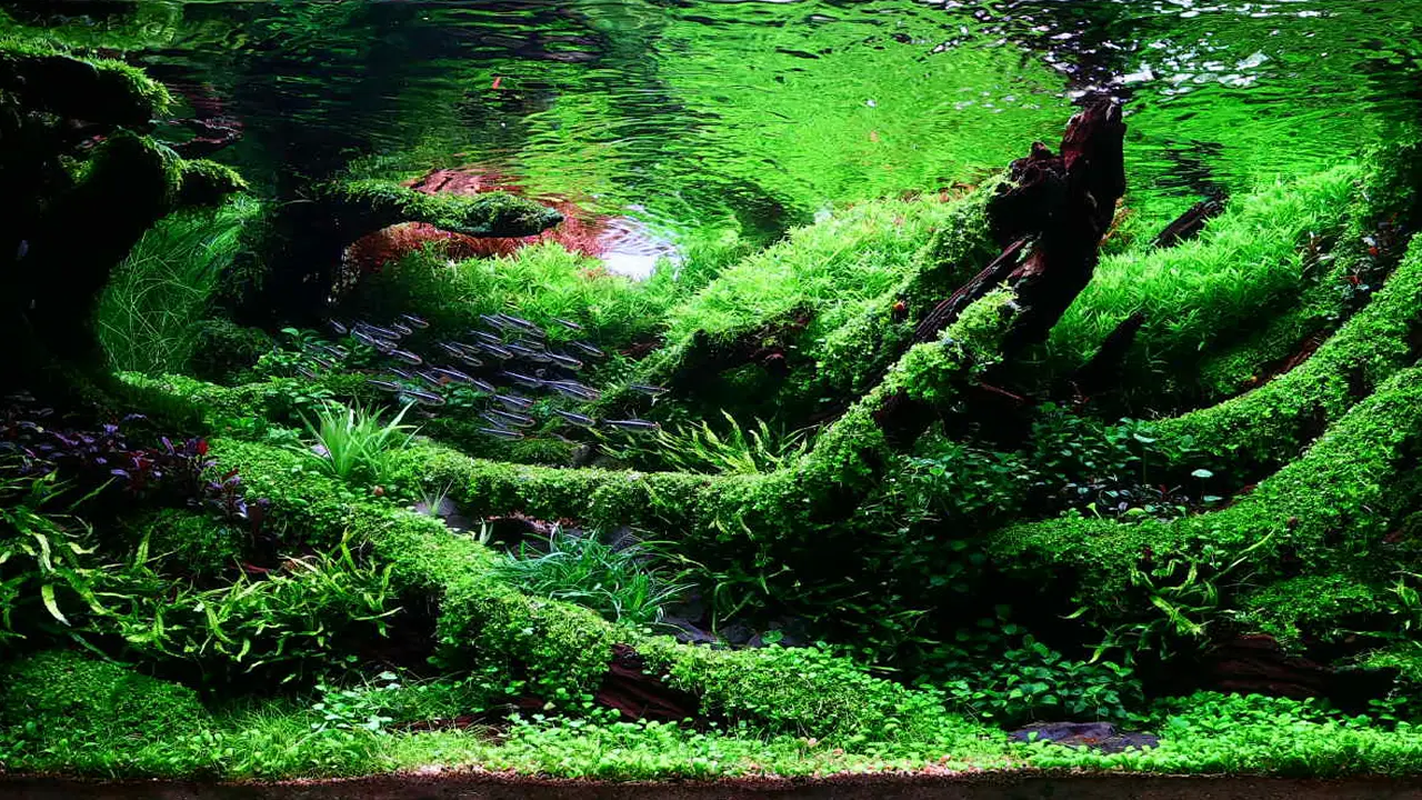 Aquatic layout guide - Aquarium Libraries