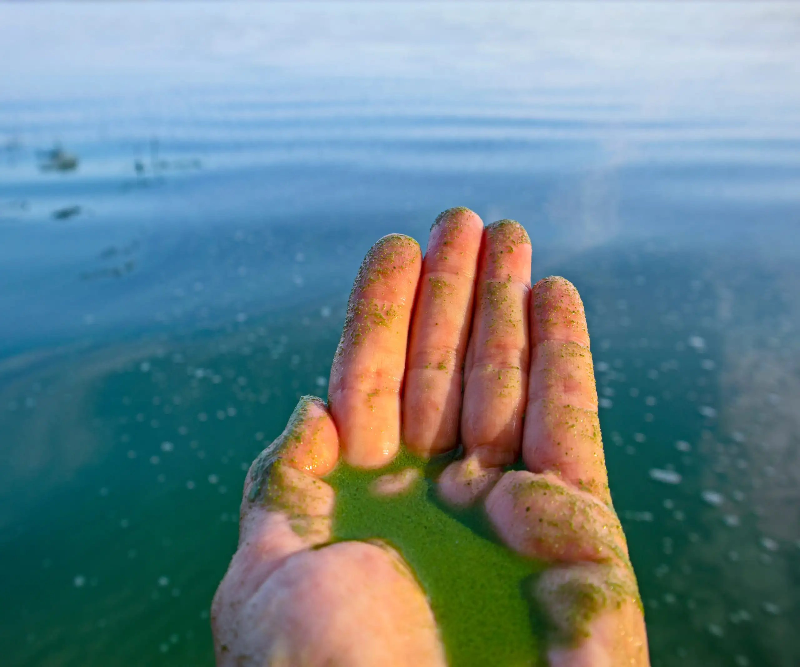 How to prevent 11 types of harmful algae in an aquarium - Aquarium ...