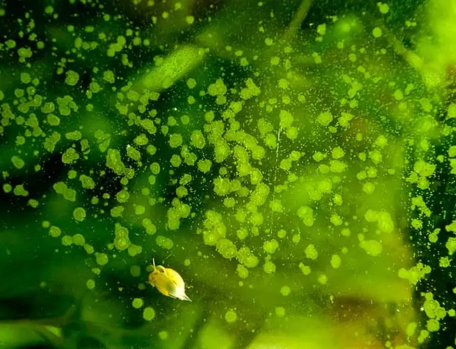 How to prevent 11 types of harmful algae in an aquarium - Aquarium ...