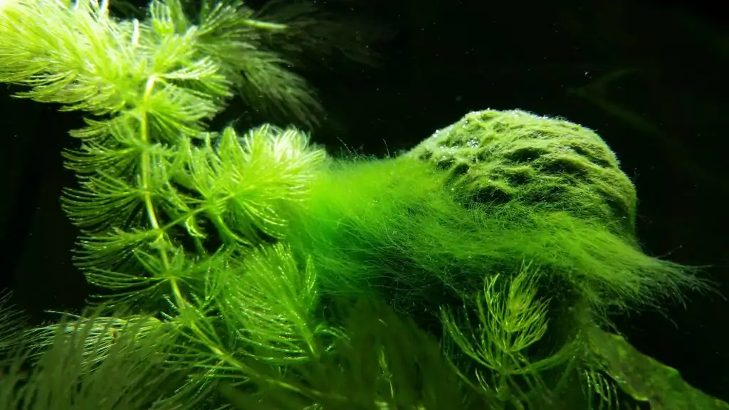 How to prevent 11 types of harmful algae in an aquarium - Aquarium ...